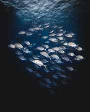 Astonishing Ayau Tour: Explore the Remotest Reefs